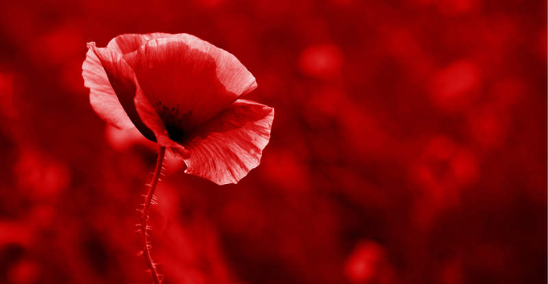 November 11 – a day to remember and to reflect | McGill University ...