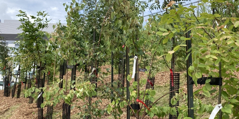 Growing our green commitment: the MUHC’s latest tree planting ...